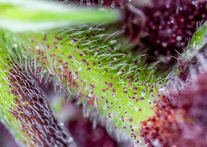 Red Pure Auto CBD - Nordland Seeds - Skunkfrø & cannabisfrø