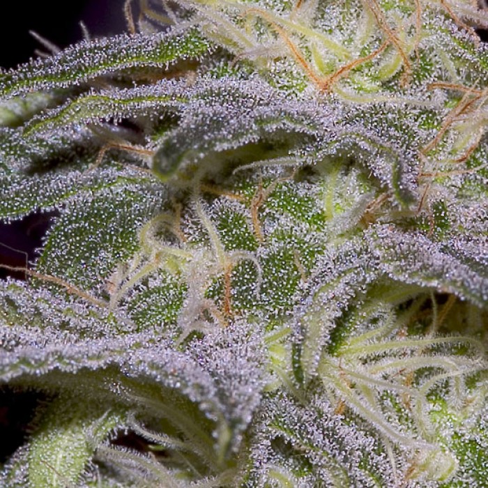 Sensi Star ⭐ from Paradise Seeds - Nordland Cannabisfrøbank