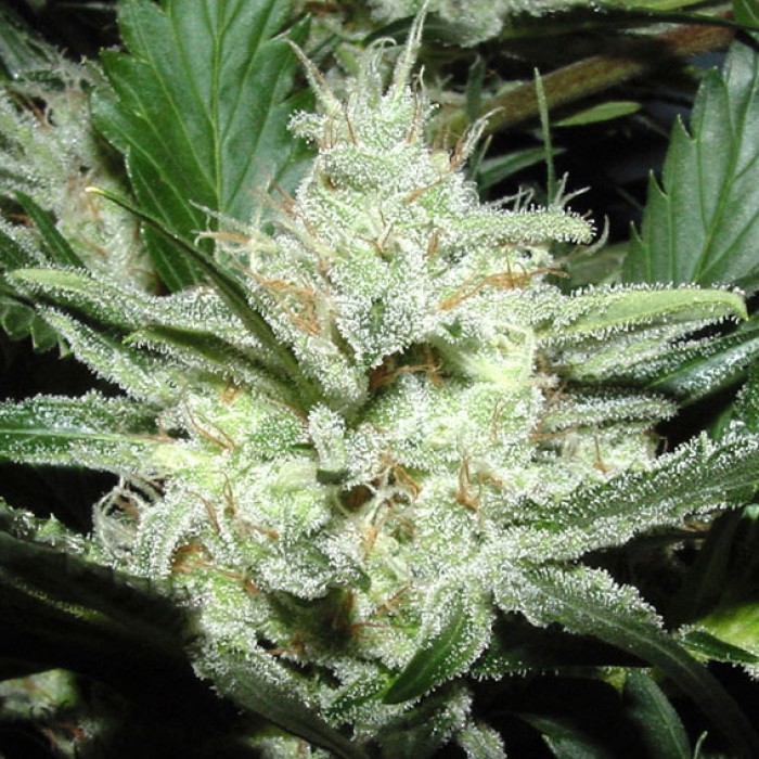 Sensi Star ⭐ from Paradise Seeds - Nordland Cannabisfrøbank
