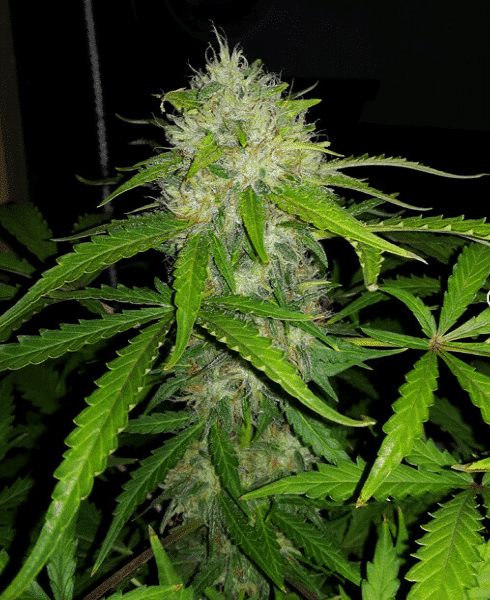 Royal Dwarf - Nordland Seeds - Skunkfrø & cannabisfrø