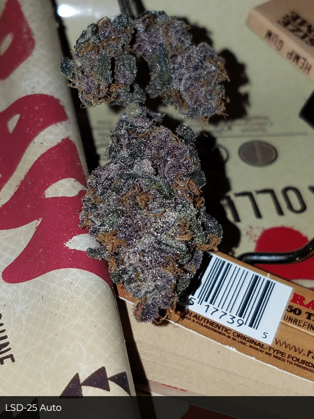 LSD-25 Auto - Nordland Seeds - Skunkfrø & cannabisfrø