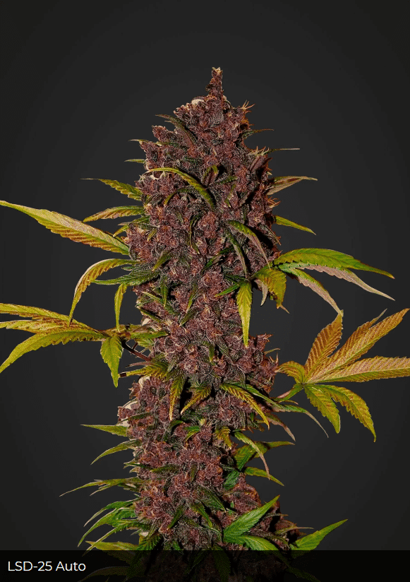 LSD-25 Auto - Nordland Seeds - Skunkfrø & cannabisfrø