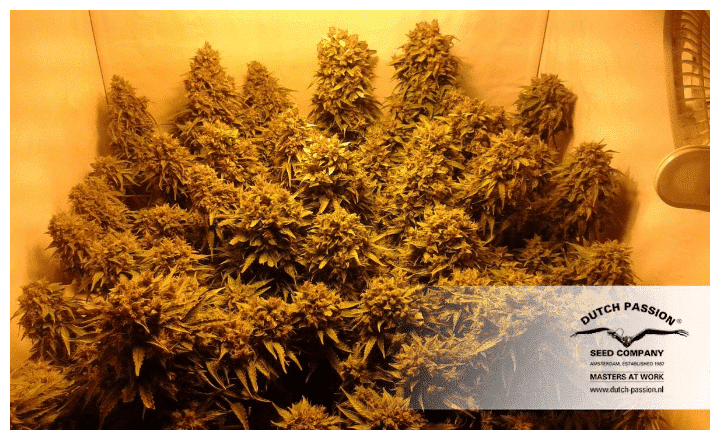 Blue Auto Mazar - Nordland Seeds - Skunkfrø & cannabisfrø
